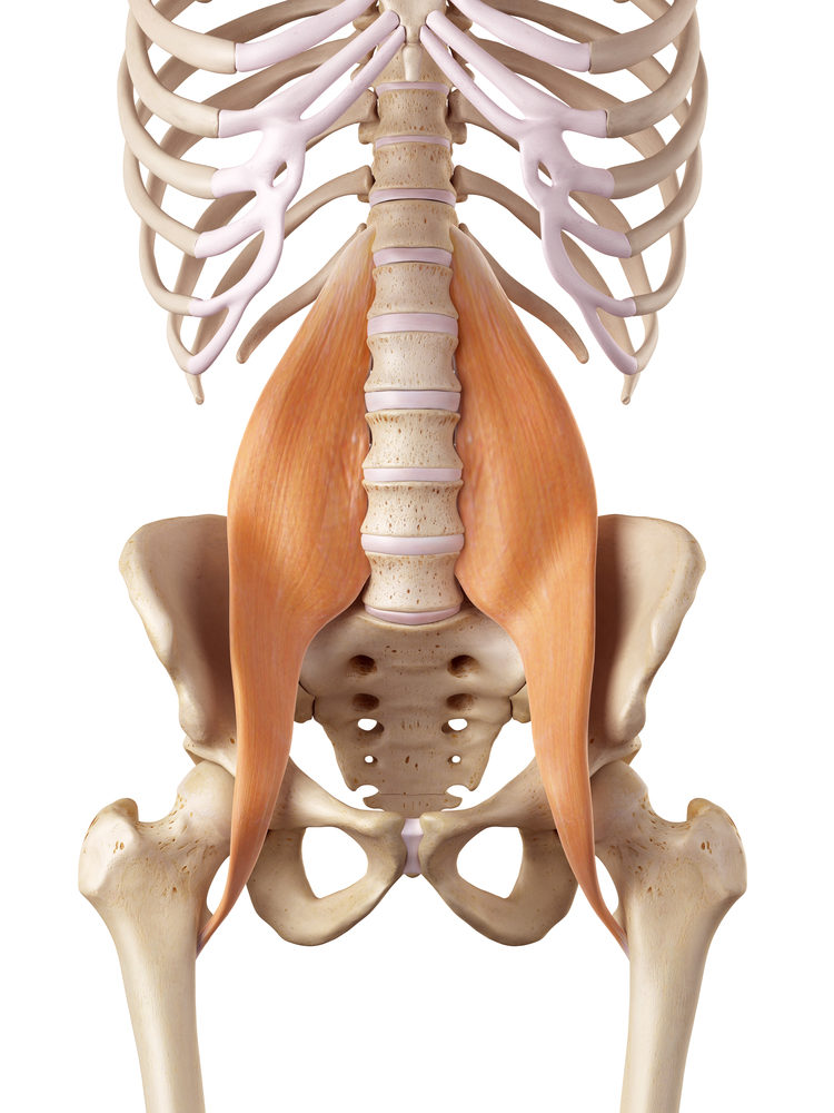 Releasing Trauma and Stress with the Psoas Muscle - Integrative ...